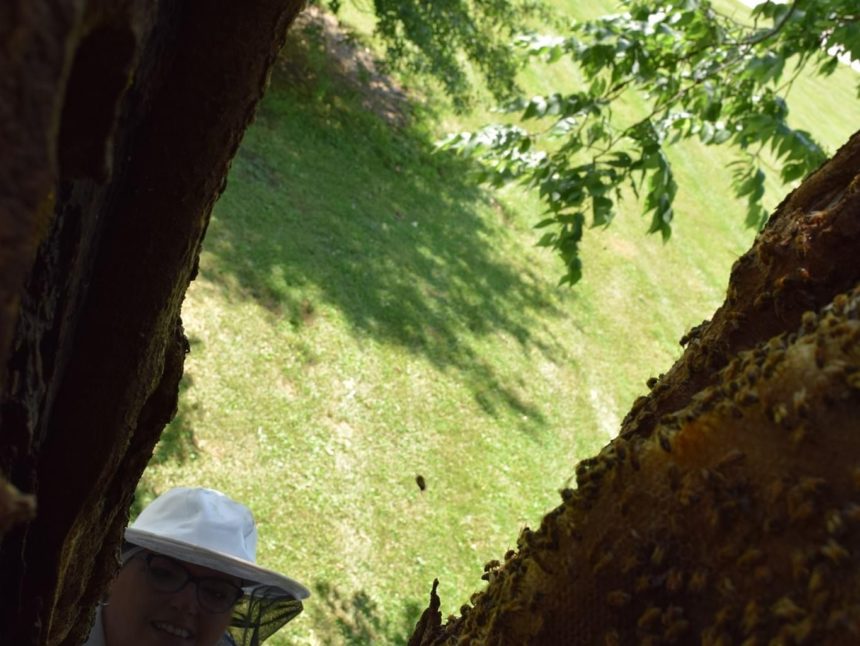 The Honey and Bee Connection – Simply, the best prices on quality bee ...